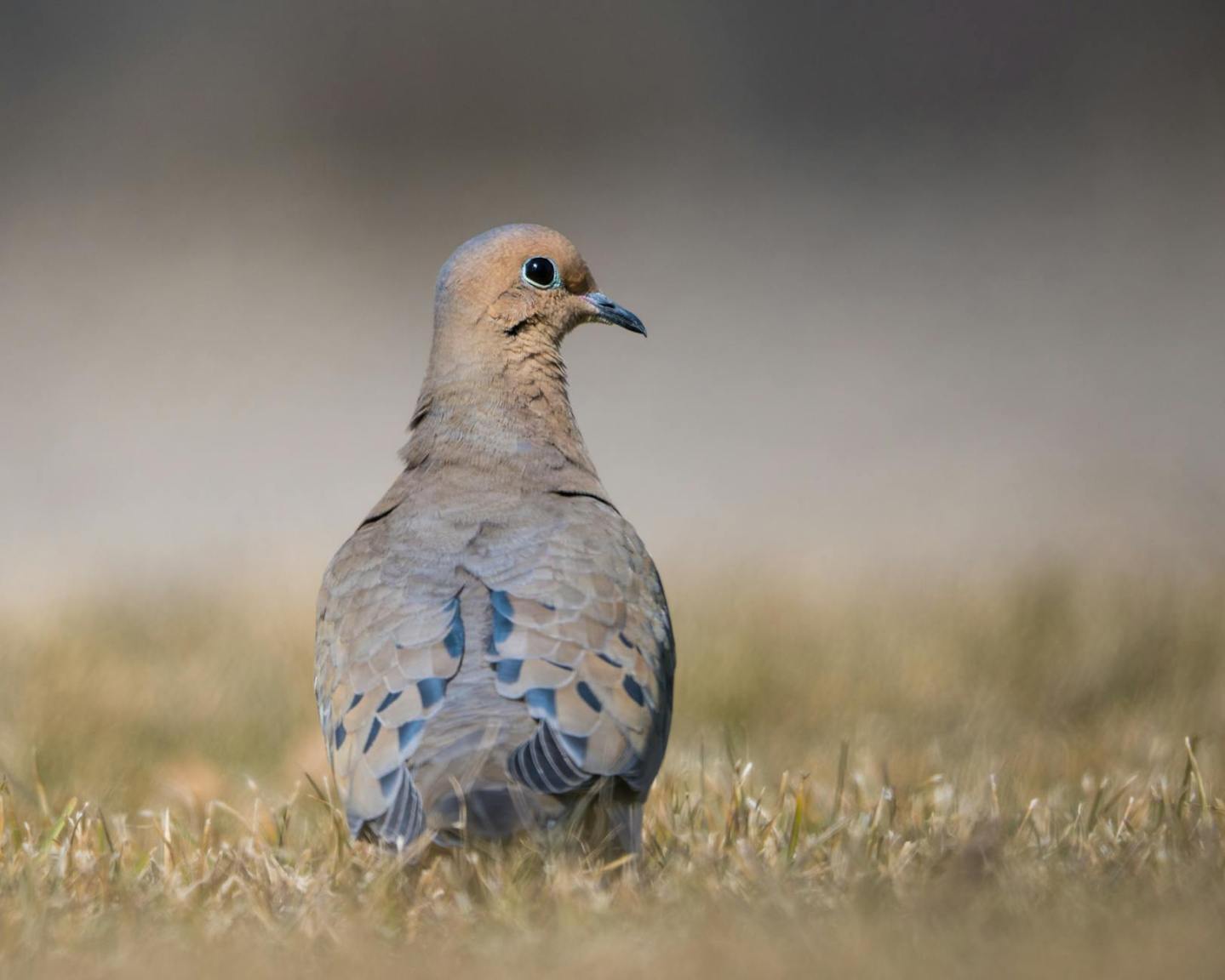 Poem – Ode to the Mourning Dove – Michael Riley Writing